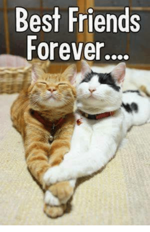 Best Friends Forever Meme Funny